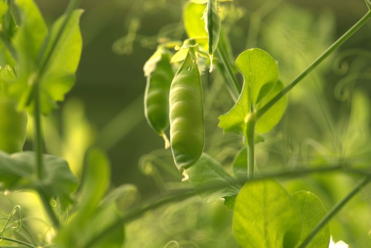 Protealis, Ghent University and ILVO will develop molecular tools to ...