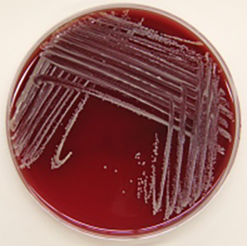 Andere — Vakgroep Voorplanting, Verloskunde en Bedrijfsdiergeneeskunde ...