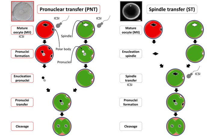 Translational IVF research — Department of Human Structure and Repair ...