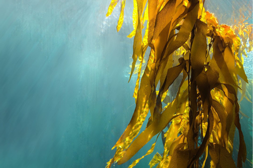 Sustainable seafood — Marine@UGent — Ghent University