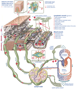 Multiscale modelling of lymph transport — Institute of Biomedical ...