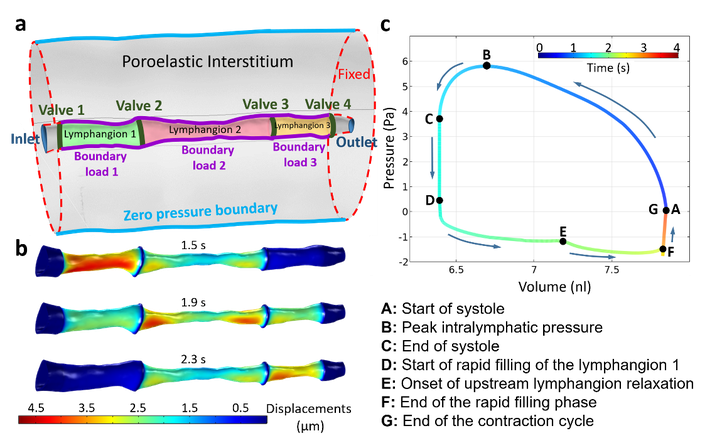 Multiscale modelling of lymph transport — Institute of Biomedical ...