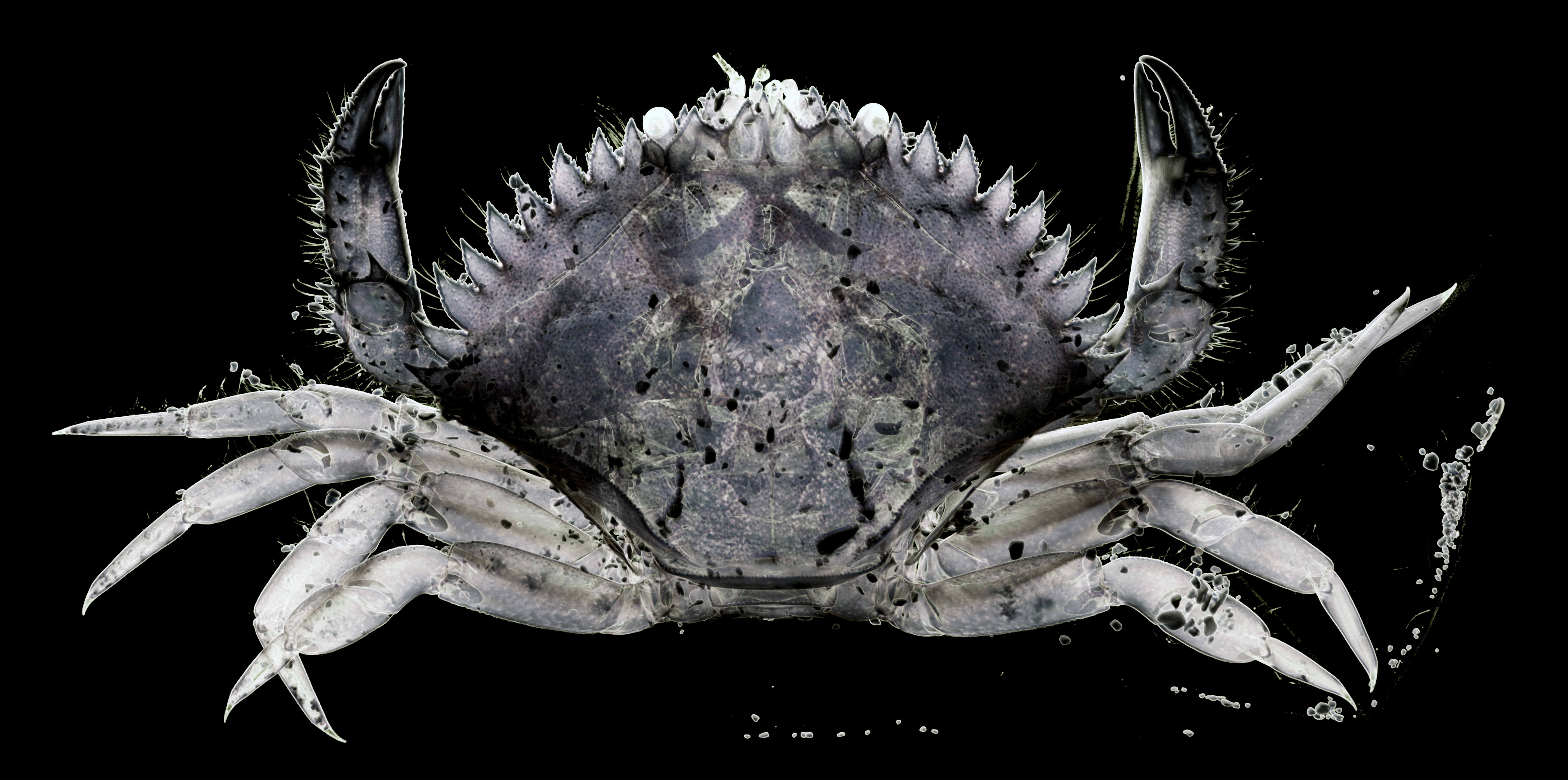 Gallery — Centre for X-ray Tomography — Ghent University