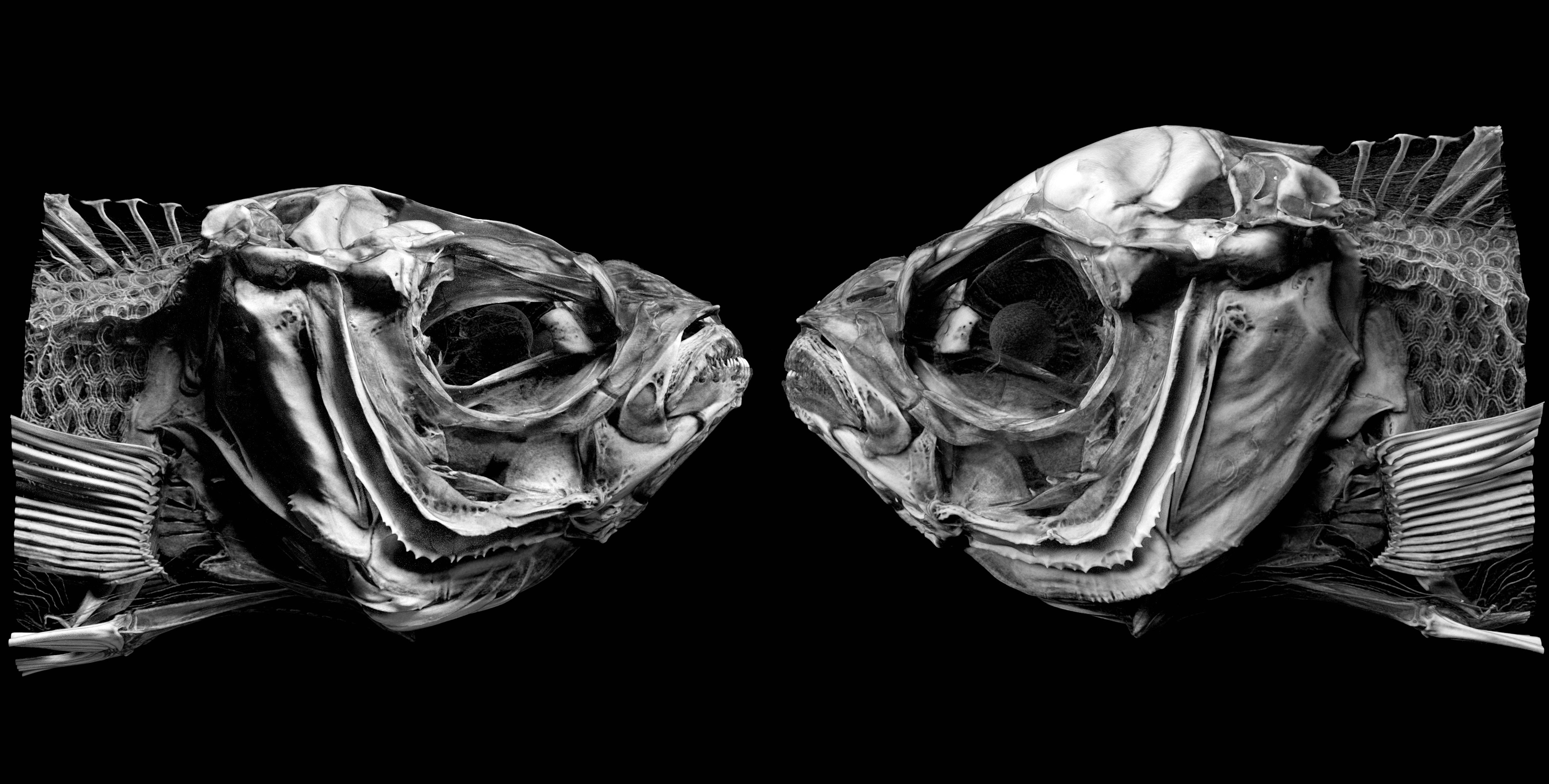 Gallery — Centre for X-ray Tomography — Ghent University