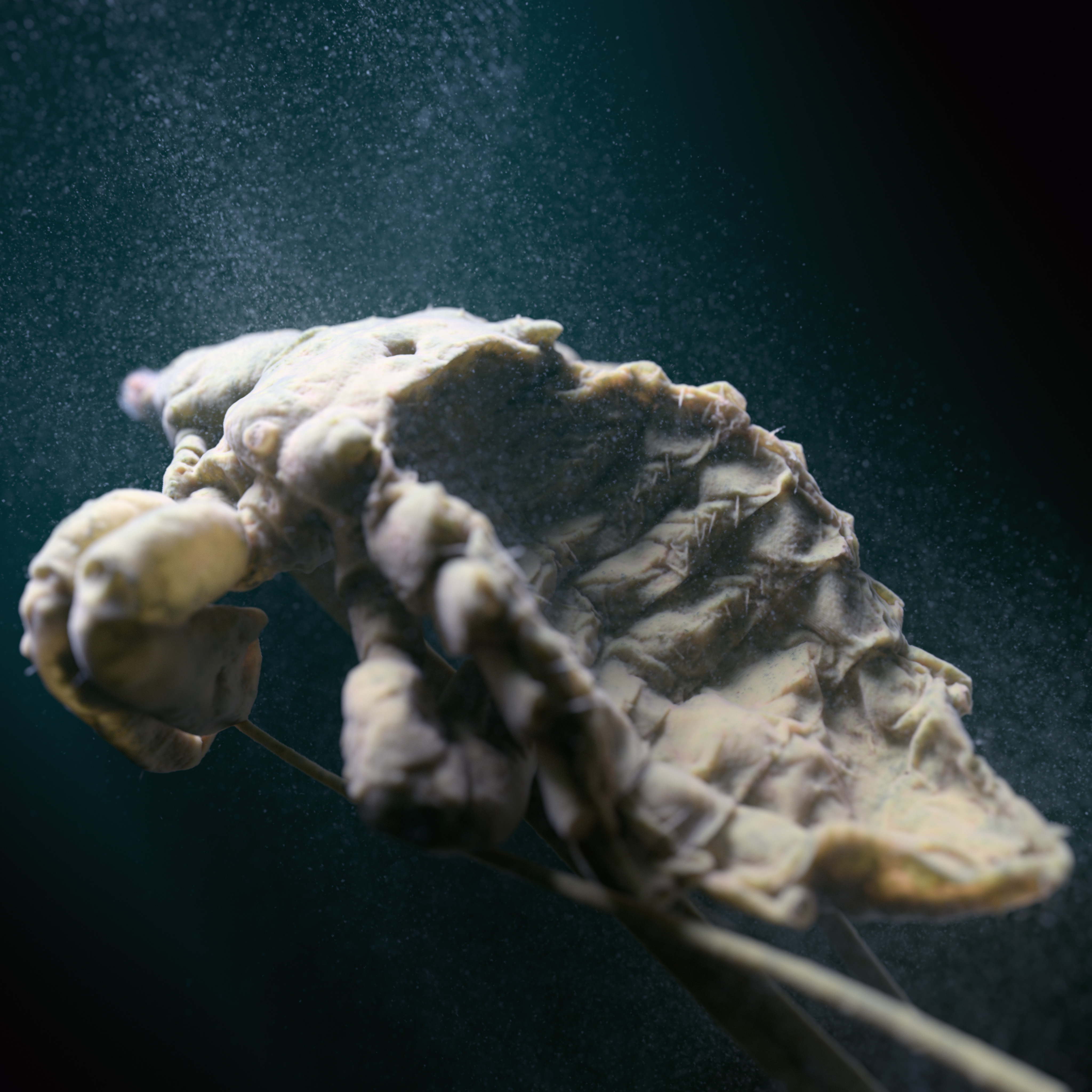 Gallery — Centre for X-ray Tomography — Ghent University