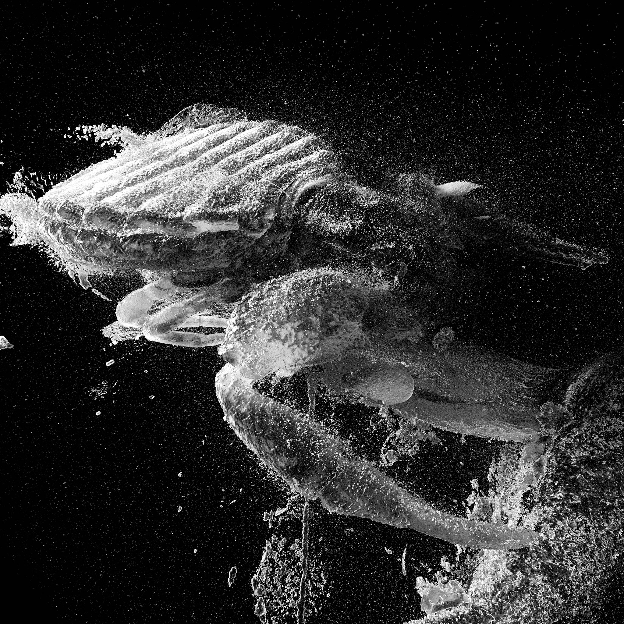 Gallery — Centre for X-ray Tomography — Ghent University